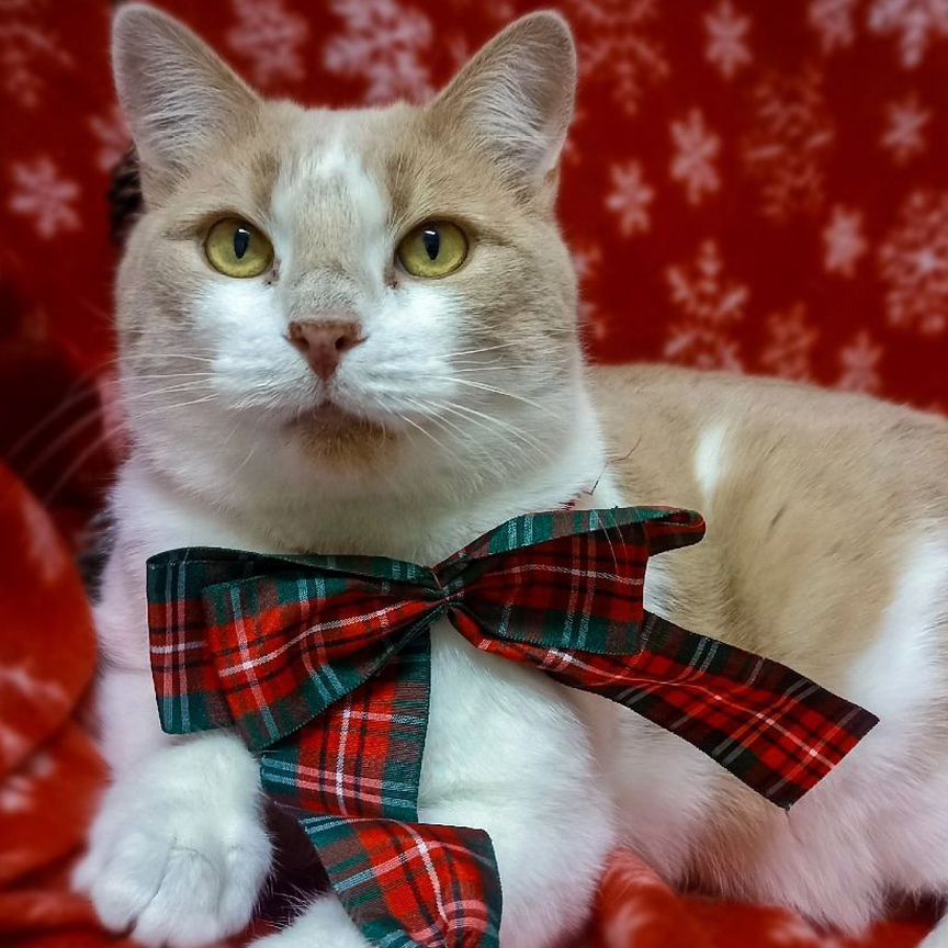 Кот Круз с влк ищет дом