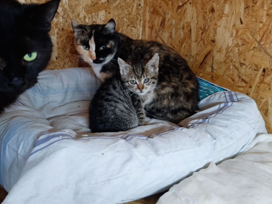 Котёнок в добрые руки