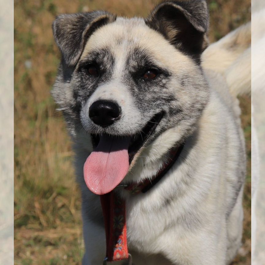 Взрослый пёс в добрые руки