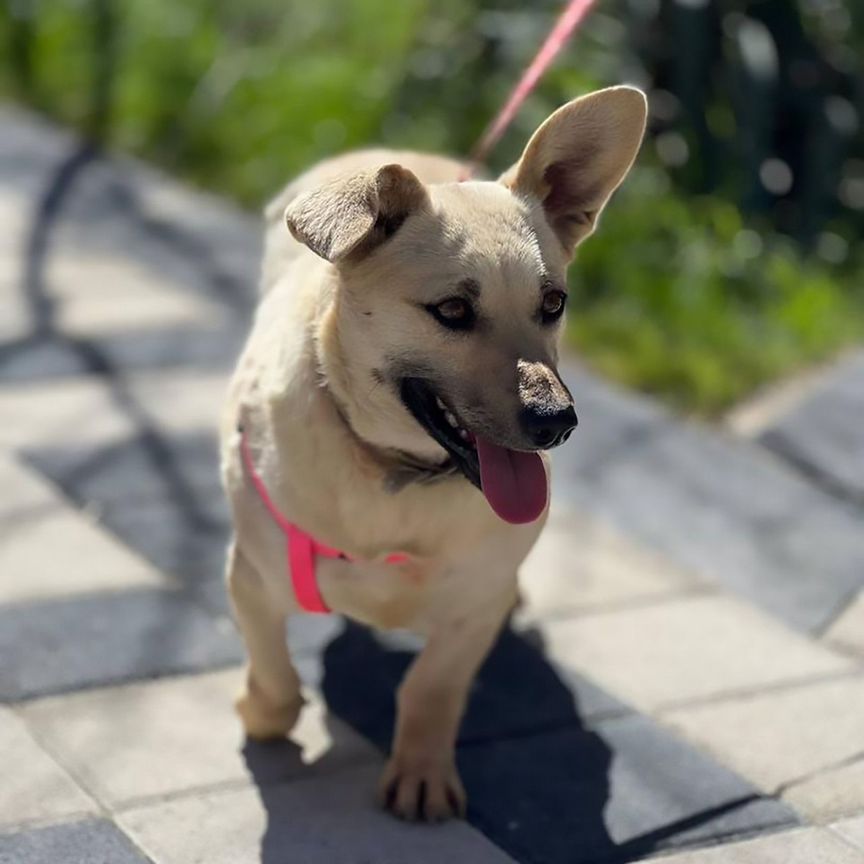 Обаятельная хромоножка Фанта ищет семью