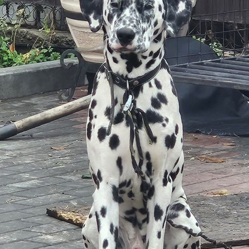 Долматинец в добрые руки