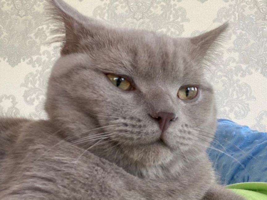 Шотланский прямоухий кот