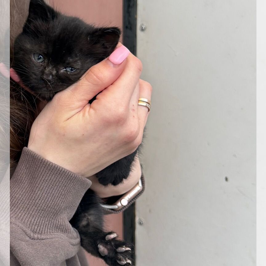 Котёнок в добрые руки