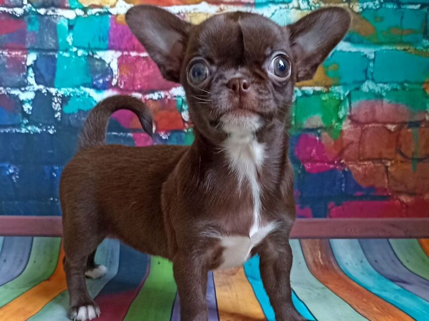 Мини шоколадка чихуа