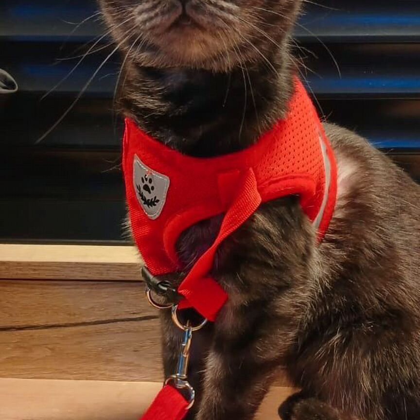 Кошка Афина