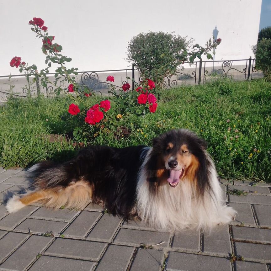 Колли вязка