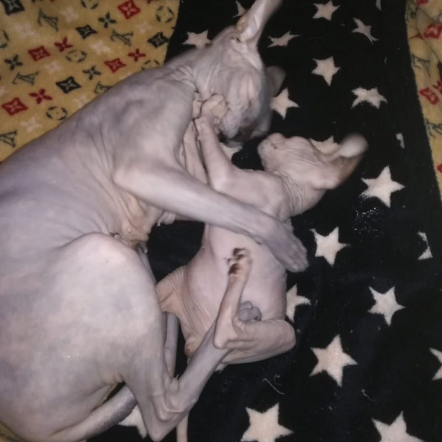 Продам котенка сфинкса