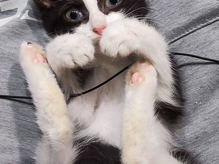 Кошечка 2 месяца очень ласковая