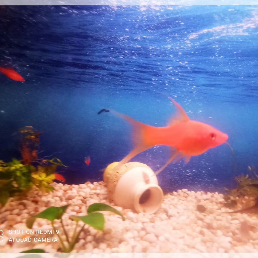 Меченосцы флаговые рубин