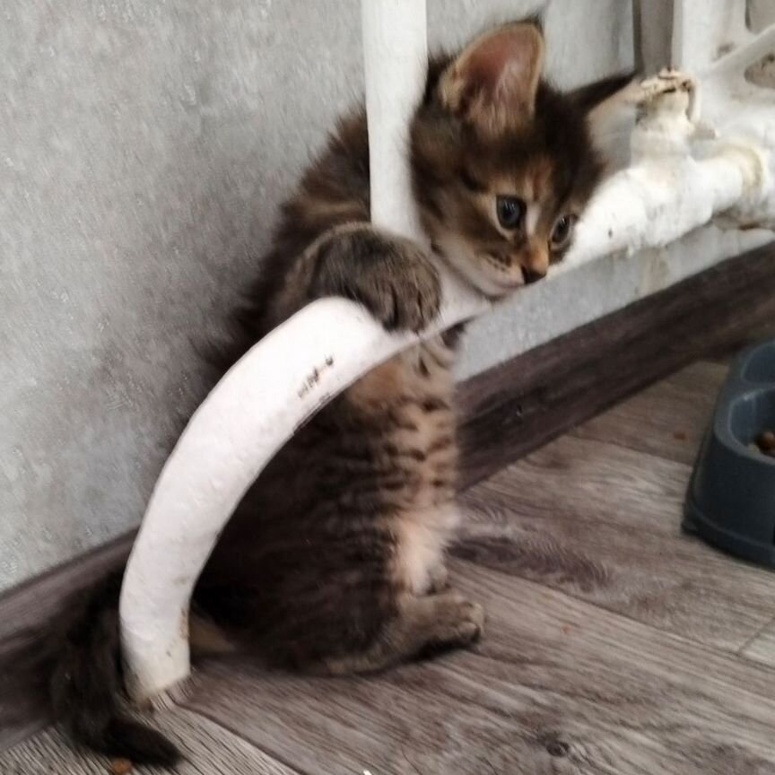 Мейн-кун котёнок