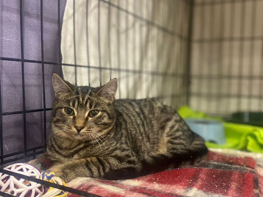 Девочка тигруля 4 мес стерилизована