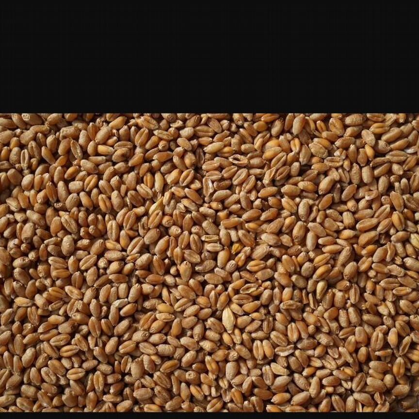 Зерноотходы пшеничные