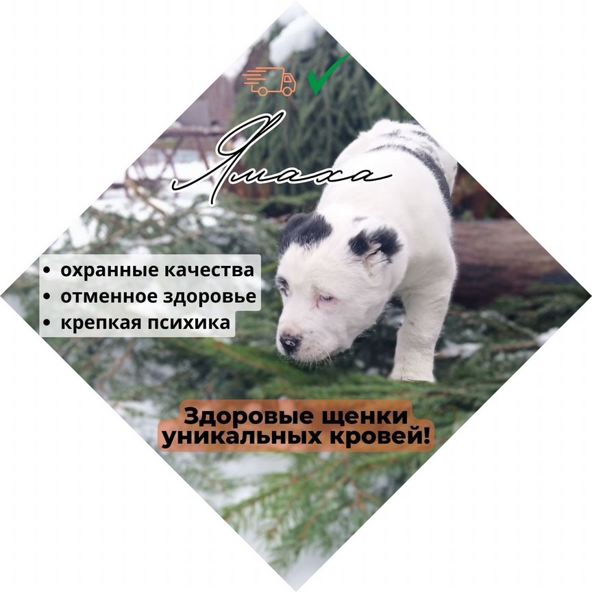 Щенок овчарки деваха Ямаха