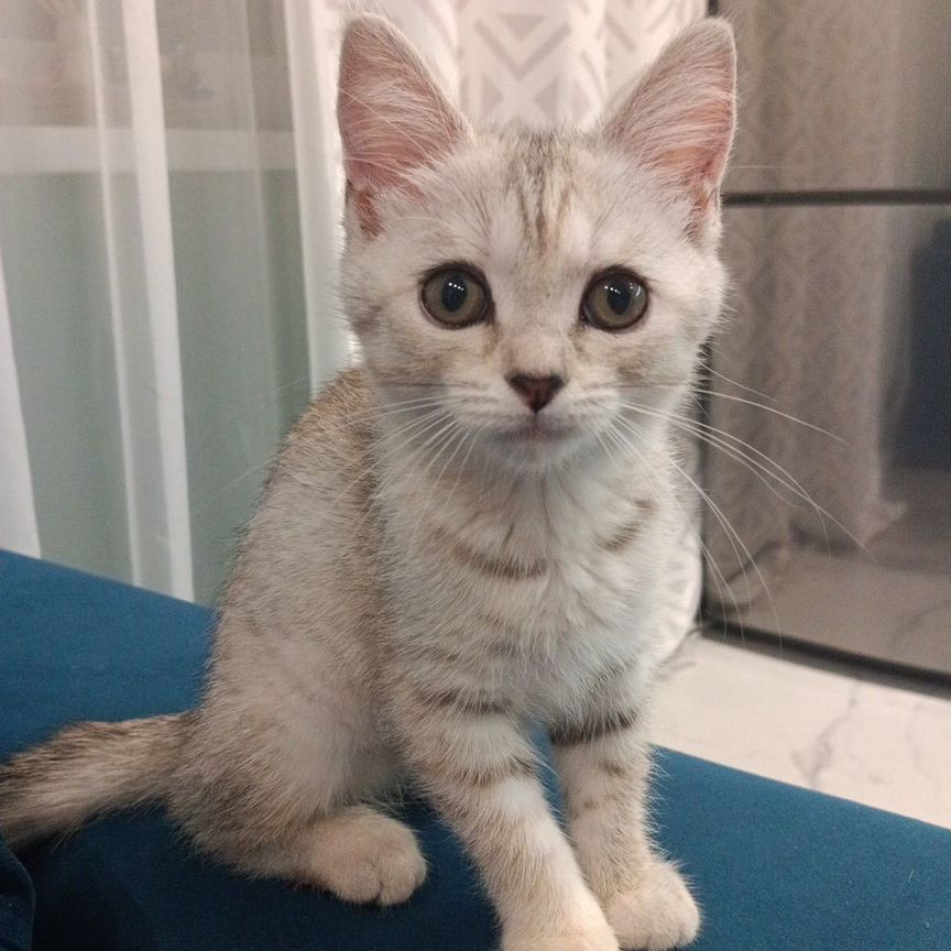 Британские котята