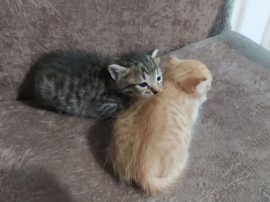 Домашние котики, ищут семью