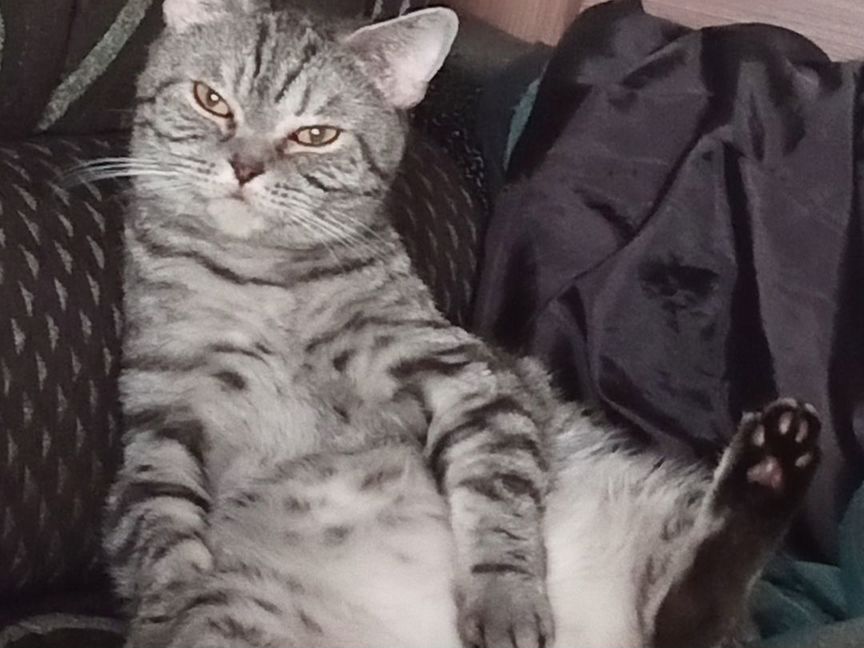 Кошка на вязку