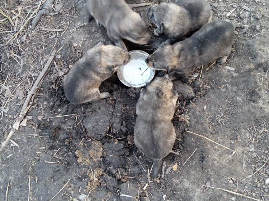 Щенки дворняжки бесплатно