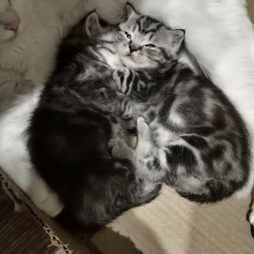 Продам котят