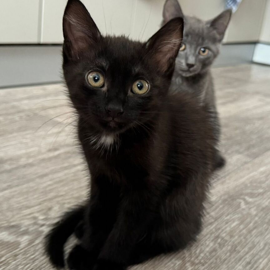Котята