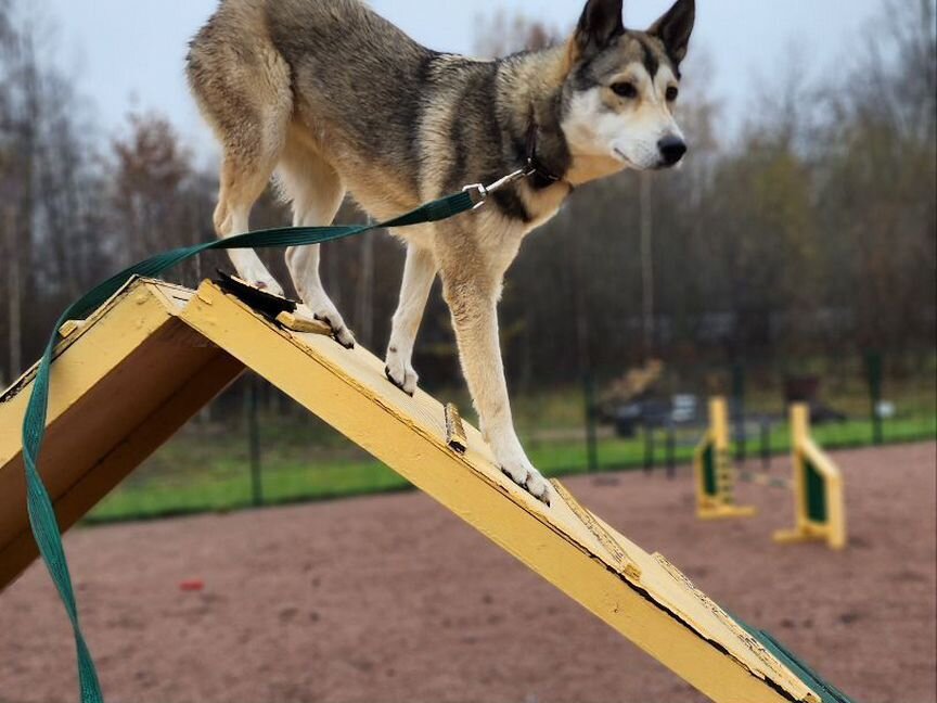 Классная собака в добрые руки