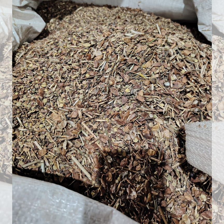 Зерноотходы чечевицы