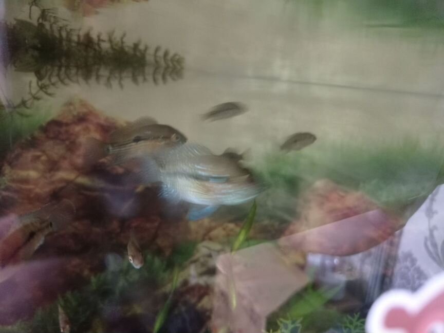 Бирюзовая акара