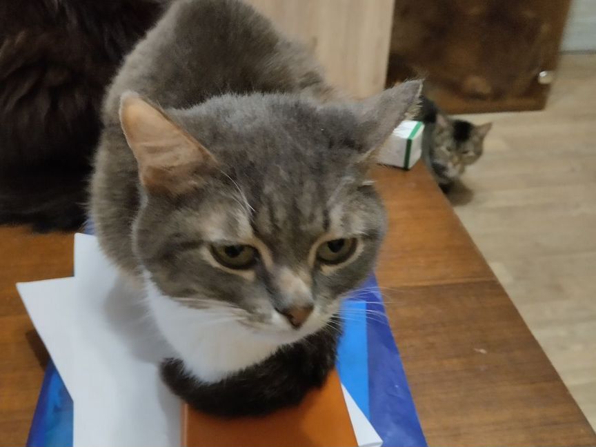 Кошка