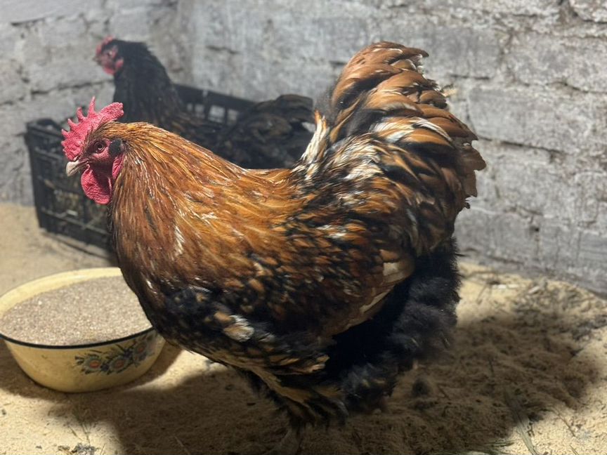 Куры и петух орпингтон золотоокаймленный