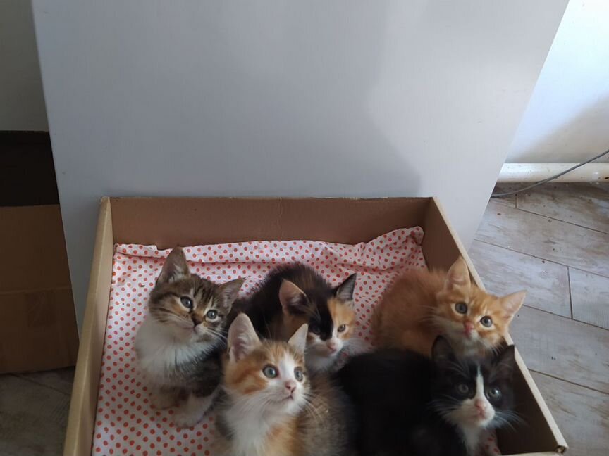 Котята