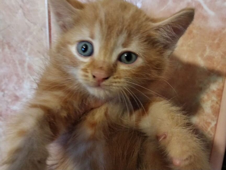 Котенок.Рыжий мальчик.1.5 мес