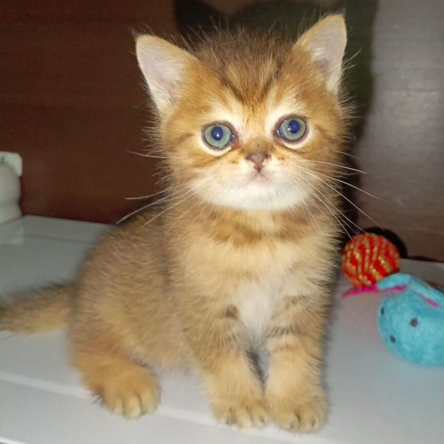 Шотландские котодетки беби-фейс