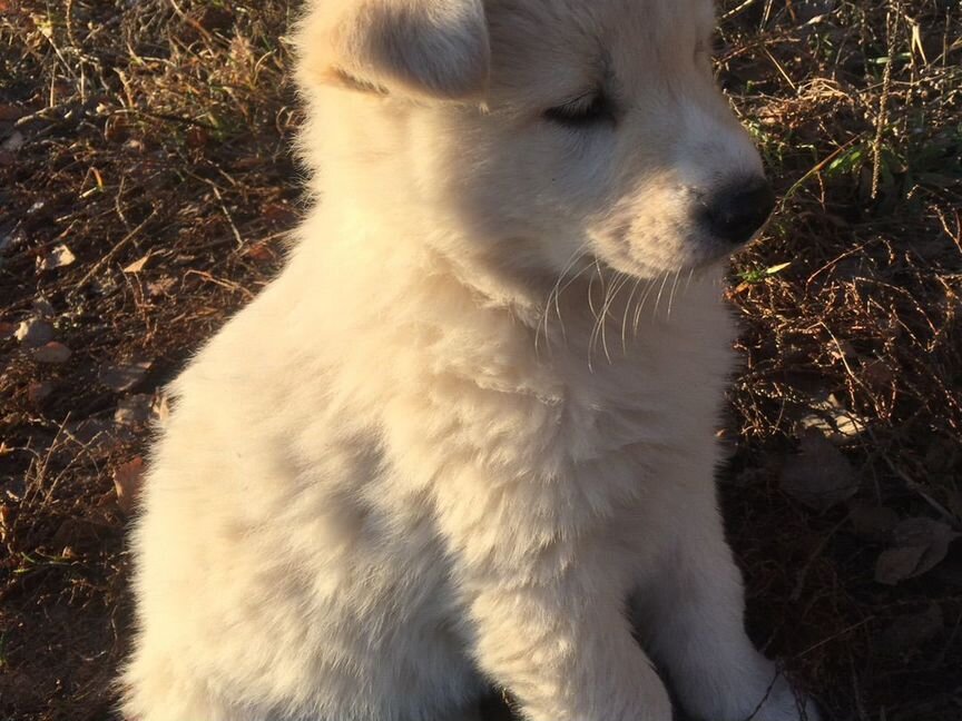 Шенки метиса овчарки с лайкой