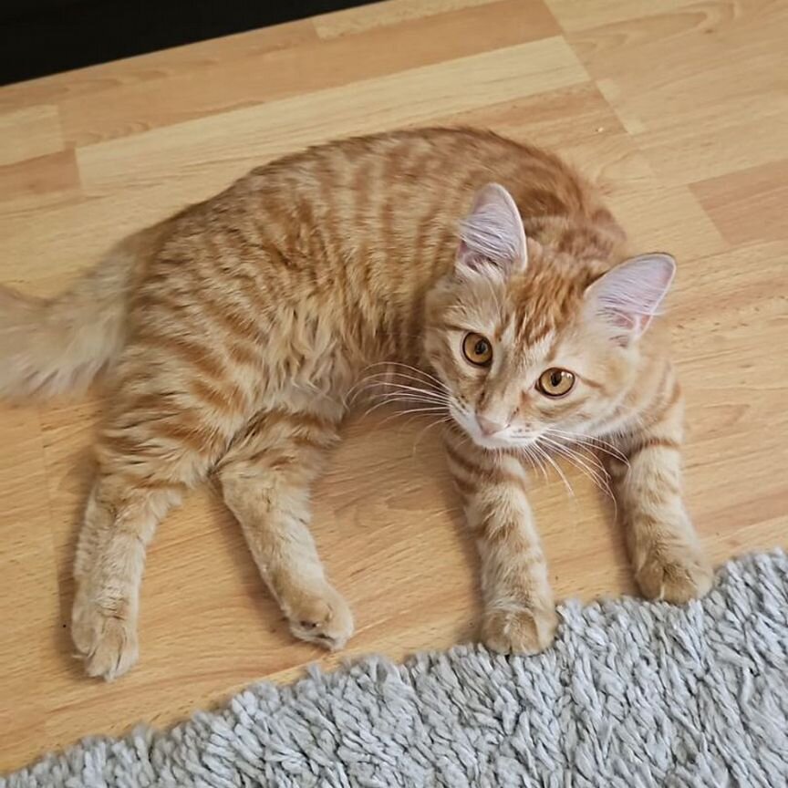 Найдена кошка/отдам в добрые руки