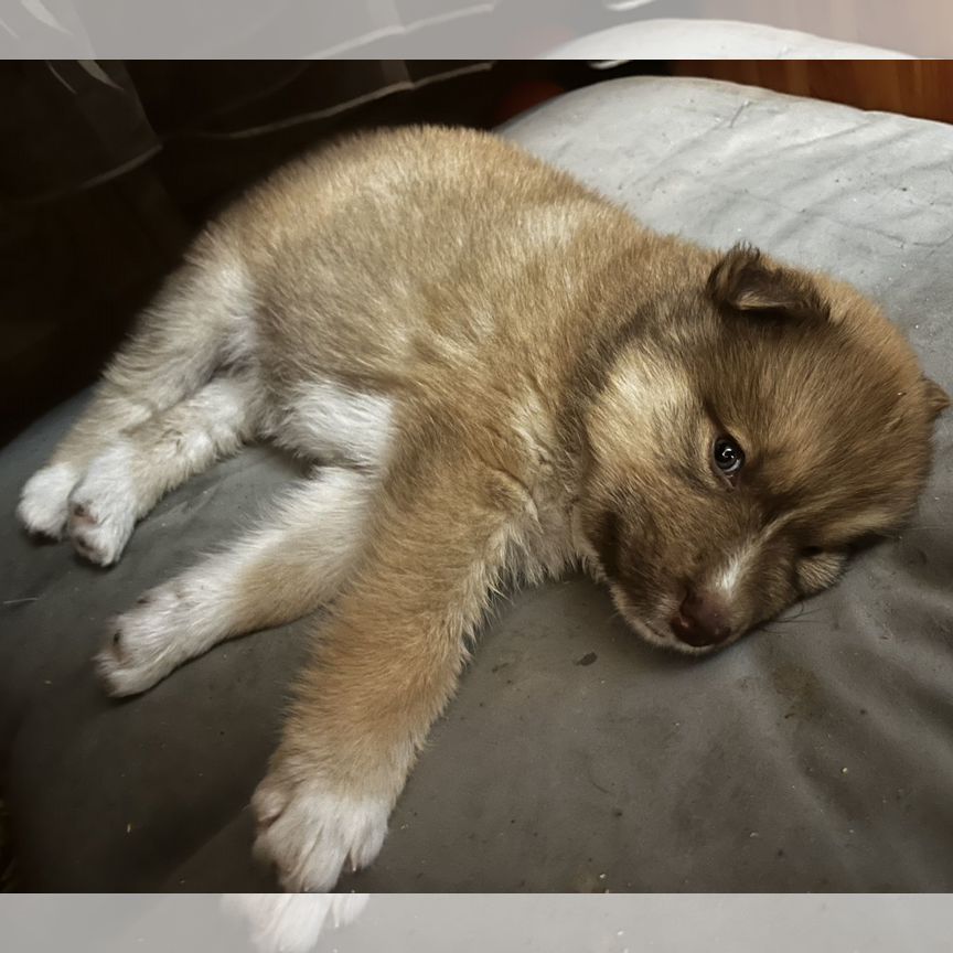 Щенок в добрые руки