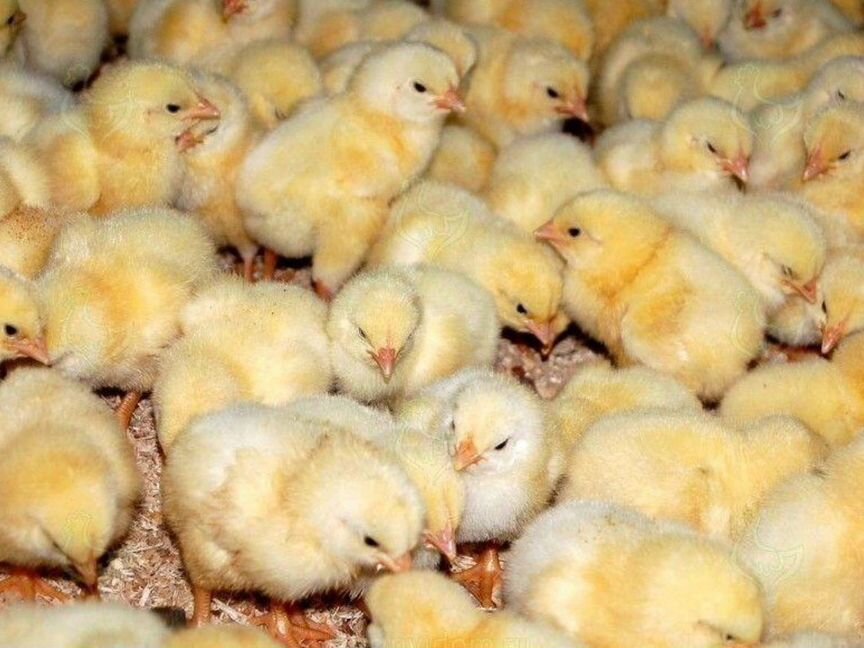Цыплята бройлеры арбор