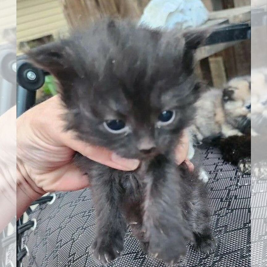 Котёнок в добрые руки