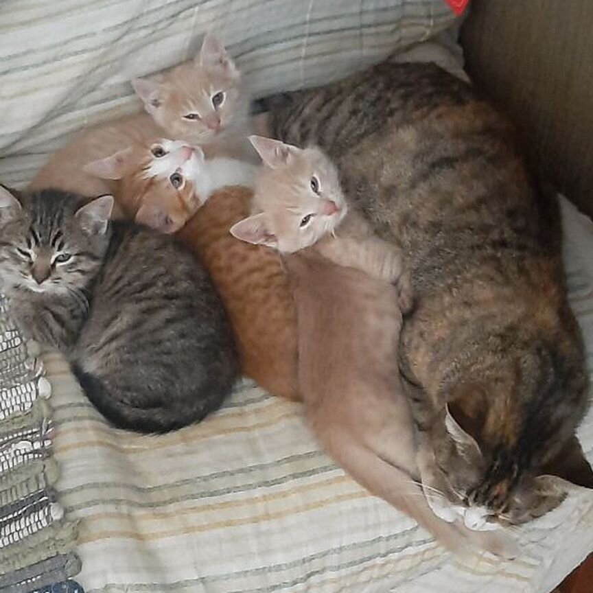 Очень красивые котята