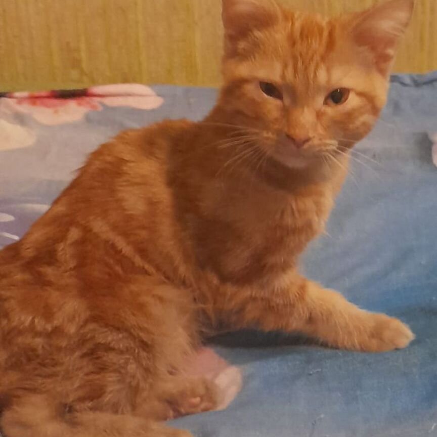Котенок