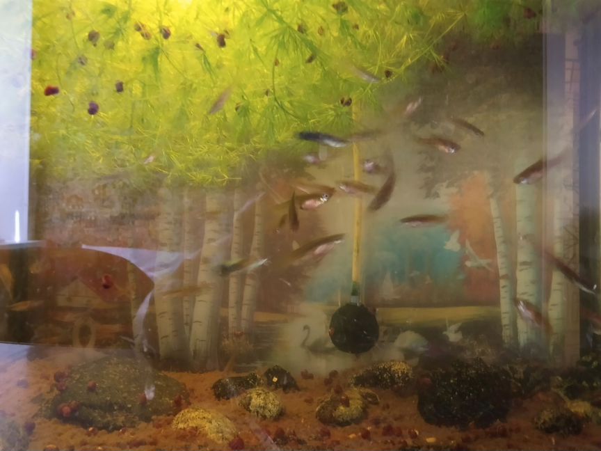 Аквариумные рыбки гуппи