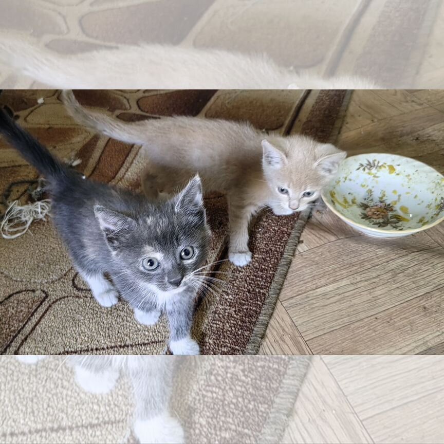 Котёнок в добрые руки