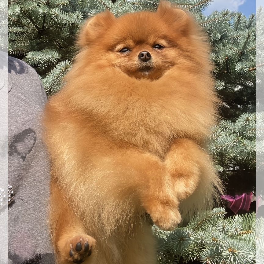 Померанский шпиц, взрослая собака