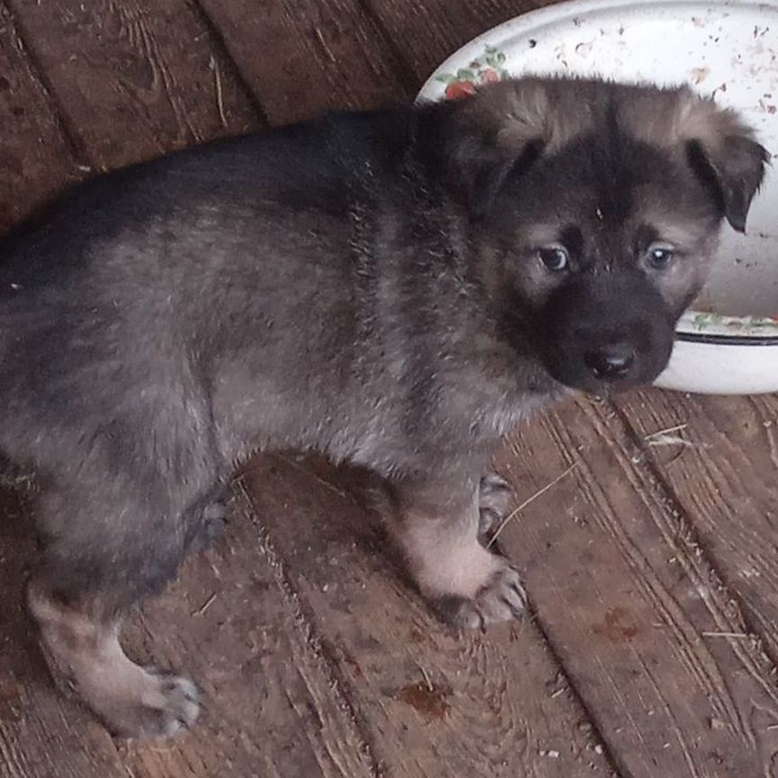 Щенок в добрые руки