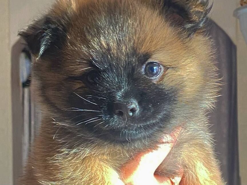 Маленькая собака шпиц