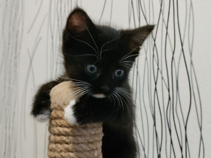 Котята-ребята в добрые ручки