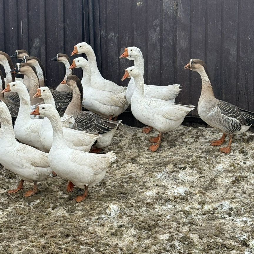 Домашние белые гуси