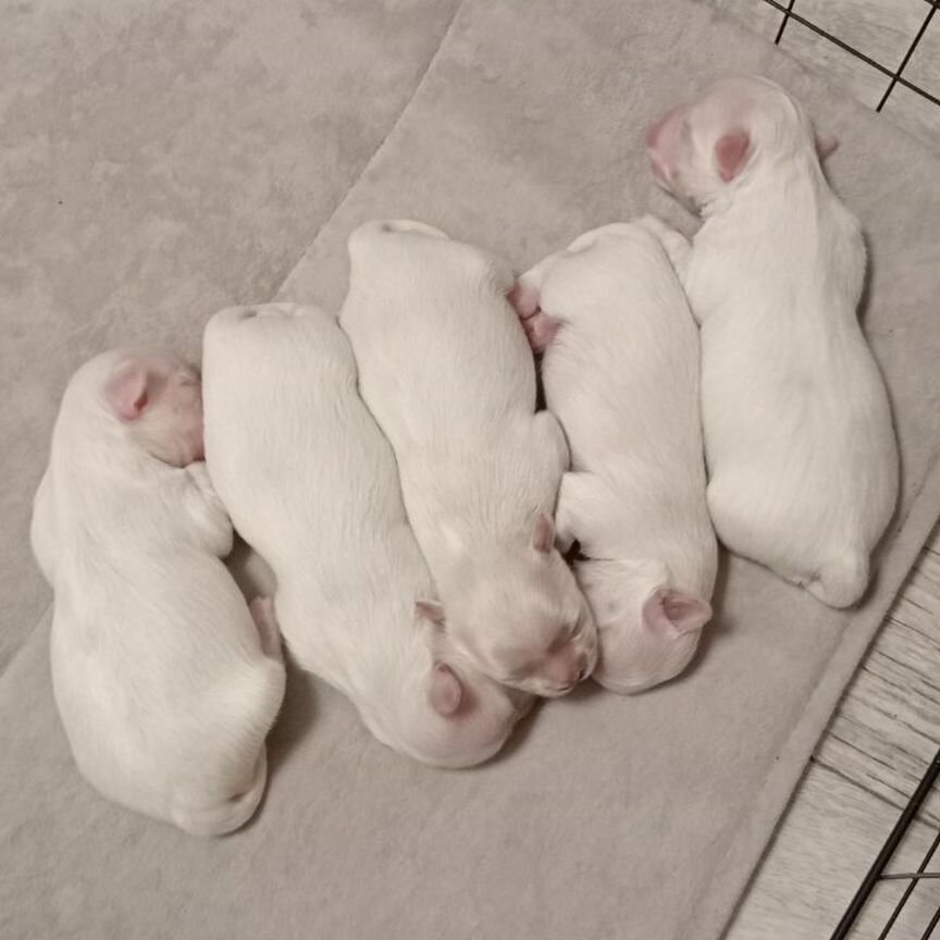 Мальтипу, щенок