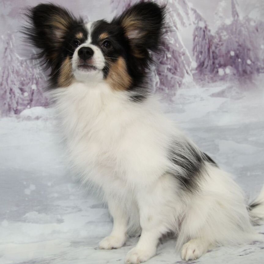 Континентальный той-спаниель папильон, щенок