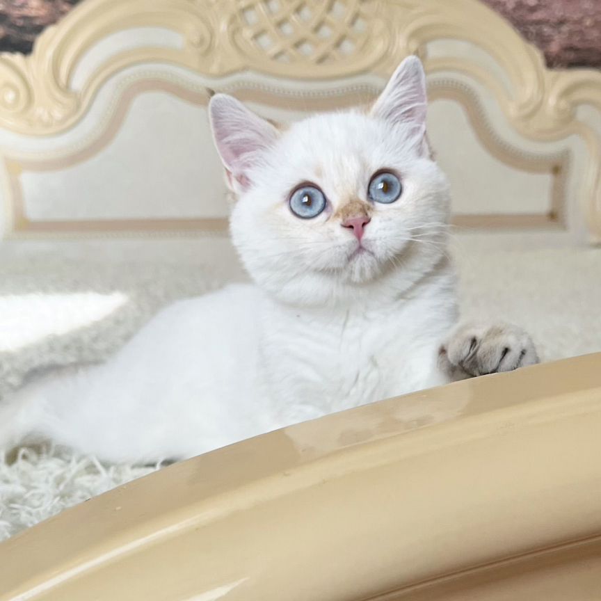 Белоснежный, плюшевый мальчик