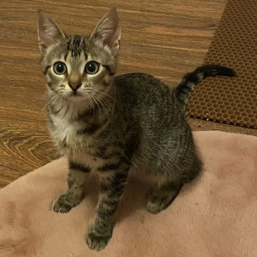 Котёнок в добрые руки