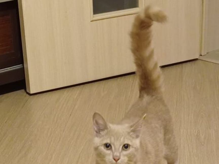 Замечательный котик Ларик в добрые руки